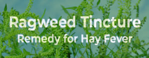 Ragweed Tincture: Remedy for Hay Fever - Edgar Cayce Health Care